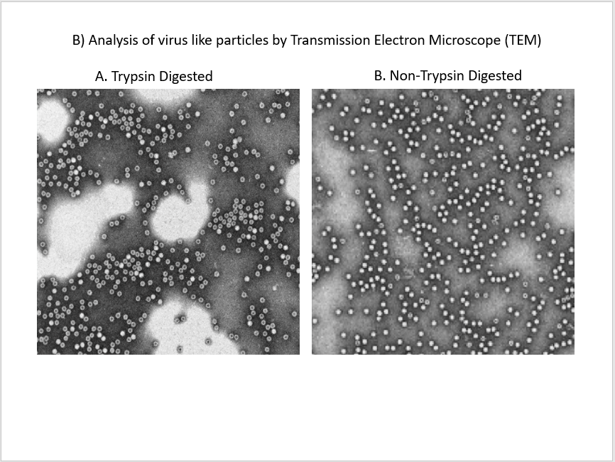 Analysis of VLP – virus like particles by Transmission Electron ...
